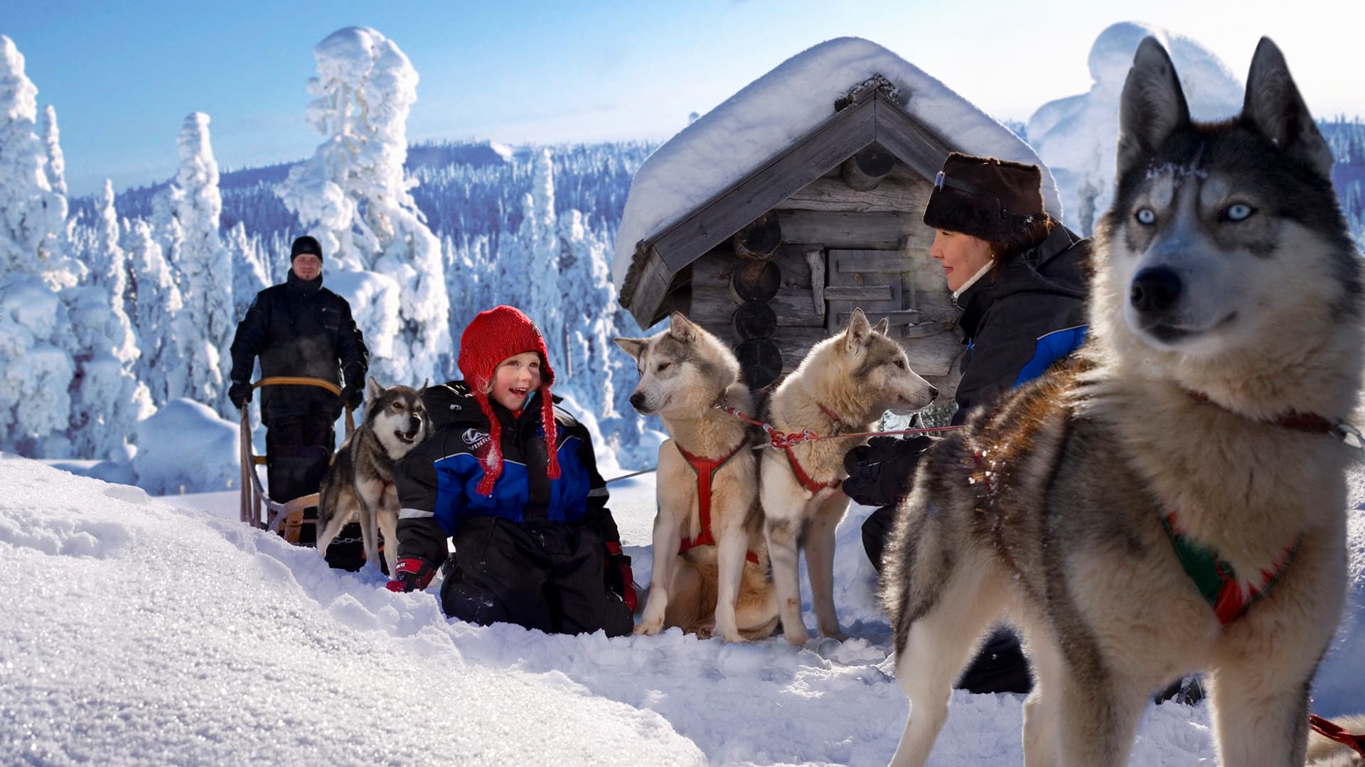 Husky Farm Visit & Husky Ride in Rovaniemi | Nordic Unique Travels