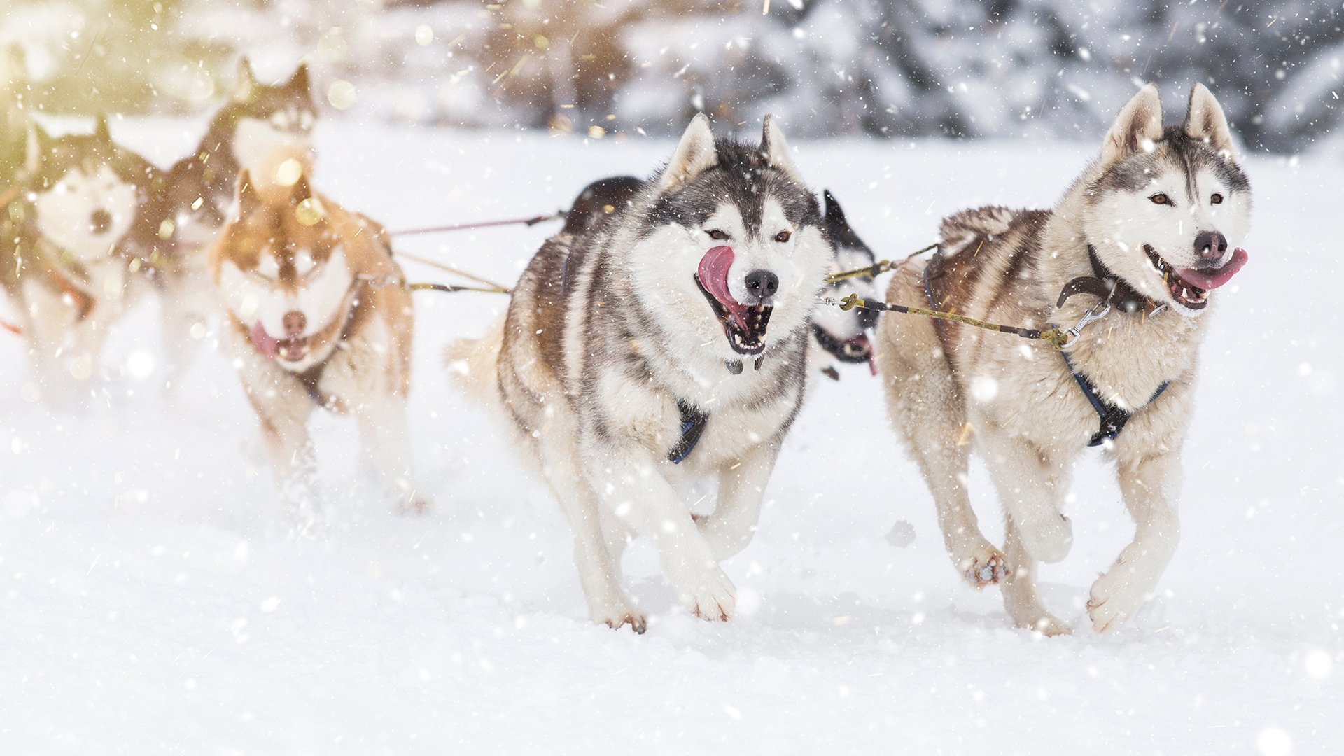 Paseo en trineo tirado por huskies - Conduce tu propio equipo de perros ...